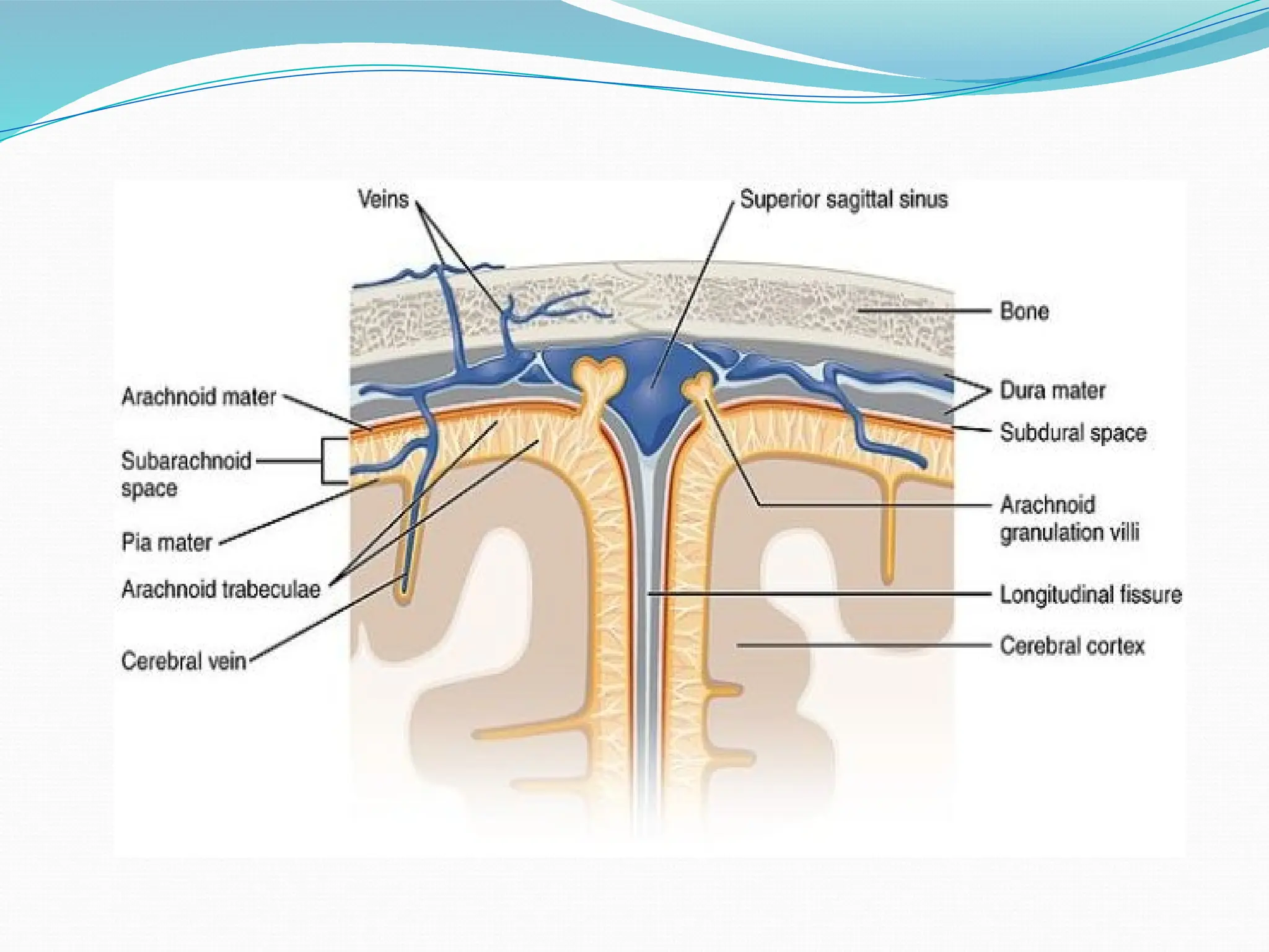 LECTURE ONE ANATOMY OF HEAD AND NECK AND NEURO ANATOMY.pptx
