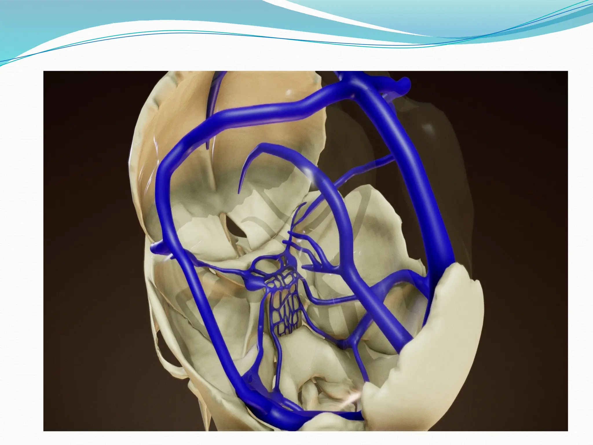 LECTURE ONE ANATOMY OF HEAD AND NECK AND NEURO ANATOMY.pptx