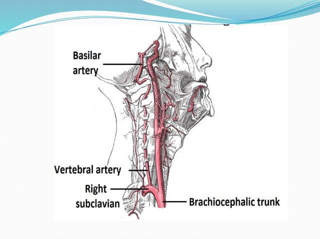 LECTURE ONE ANATOMY OF HEAD AND NECK AND NEURO ANATOMY.pptx