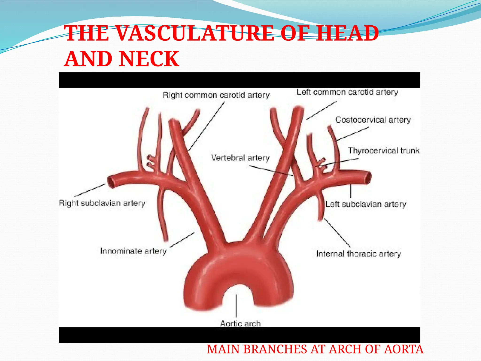 LECTURE ONE ANATOMY OF HEAD AND NECK AND NEURO ANATOMY.pptx