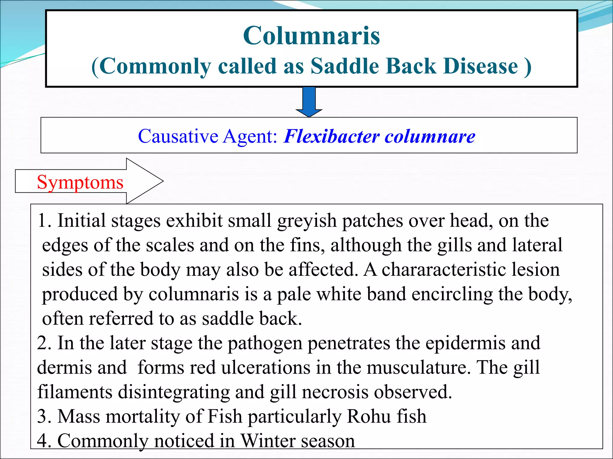 Lecture on Fish diseases.ppt