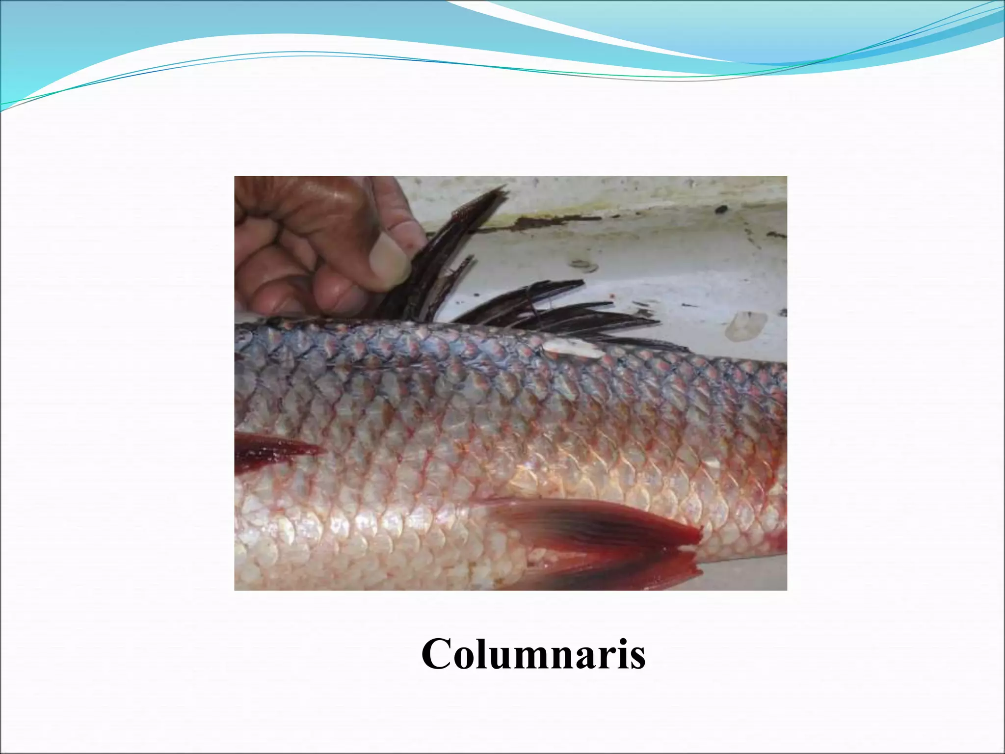 Lecture on Fish diseases.ppt