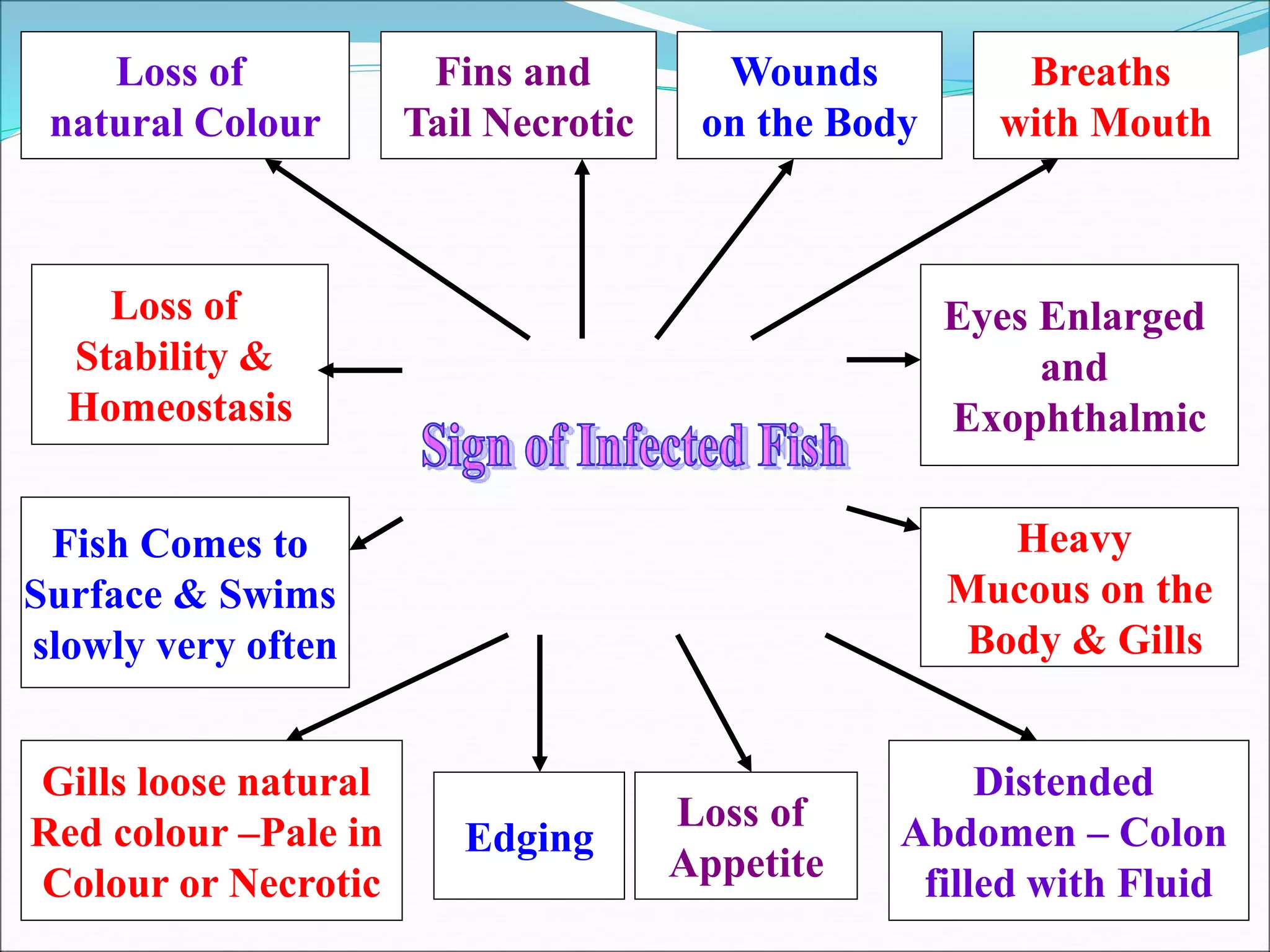 Lecture on Fish diseases.ppt