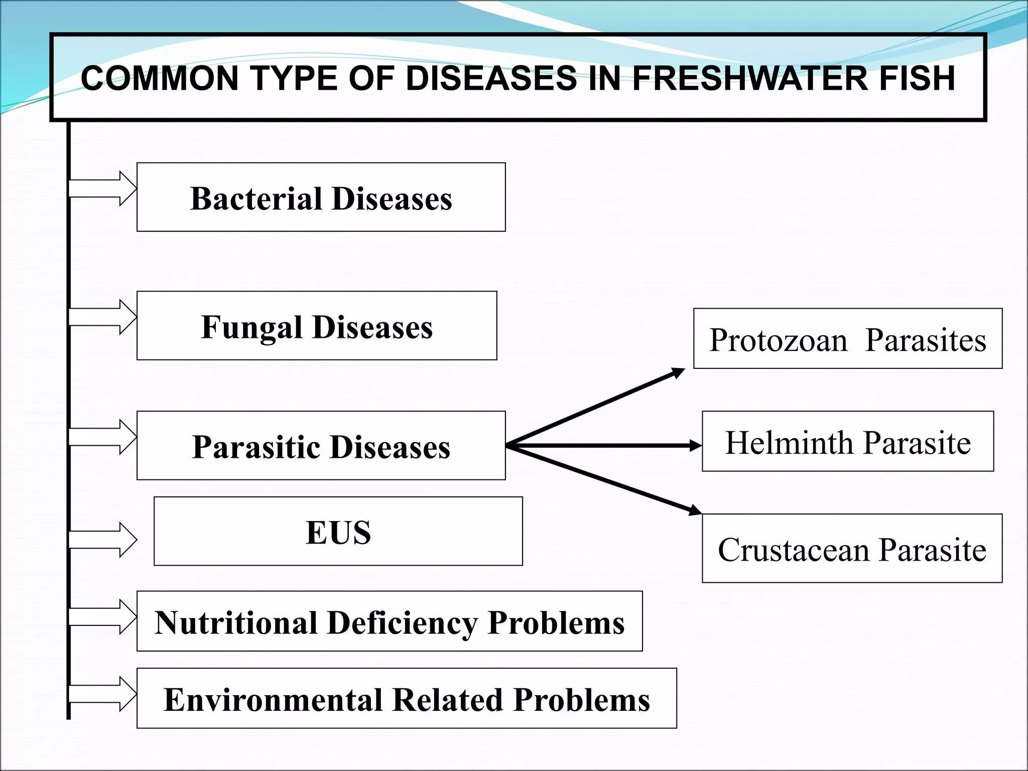 Lecture on Fish diseases.ppt