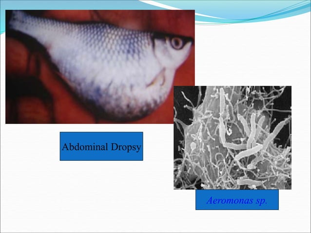 Lecture on Fish diseases.ppt | Veterinary Medicine | Pets