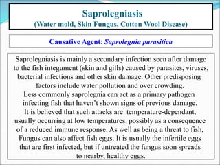 Lecture on Fish diseases.ppt