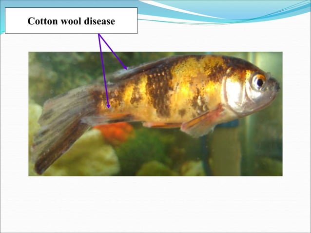 Lecture on Fish diseases.ppt | Veterinary Medicine | Pets
