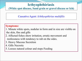Lecture on Fish diseases.ppt