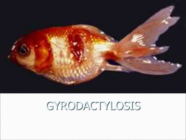 Lecture on Fish diseases.ppt | Veterinary Medicine | Pets