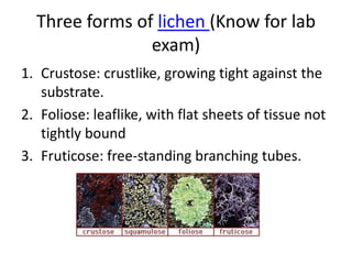Lecture on fungi [11 25-13 monday] | PPTX