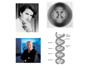 Lecture on history of genetics | PPT