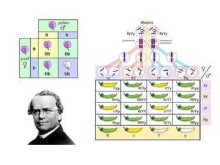 Lecture on history of genetics | PPT