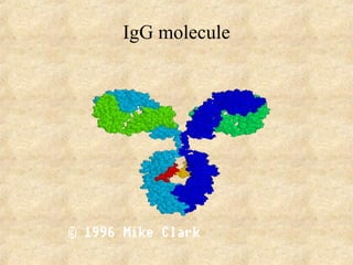 Lecture on immunoglobulins | PPT
