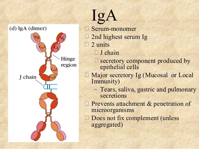 Lecture on immunoglobulins