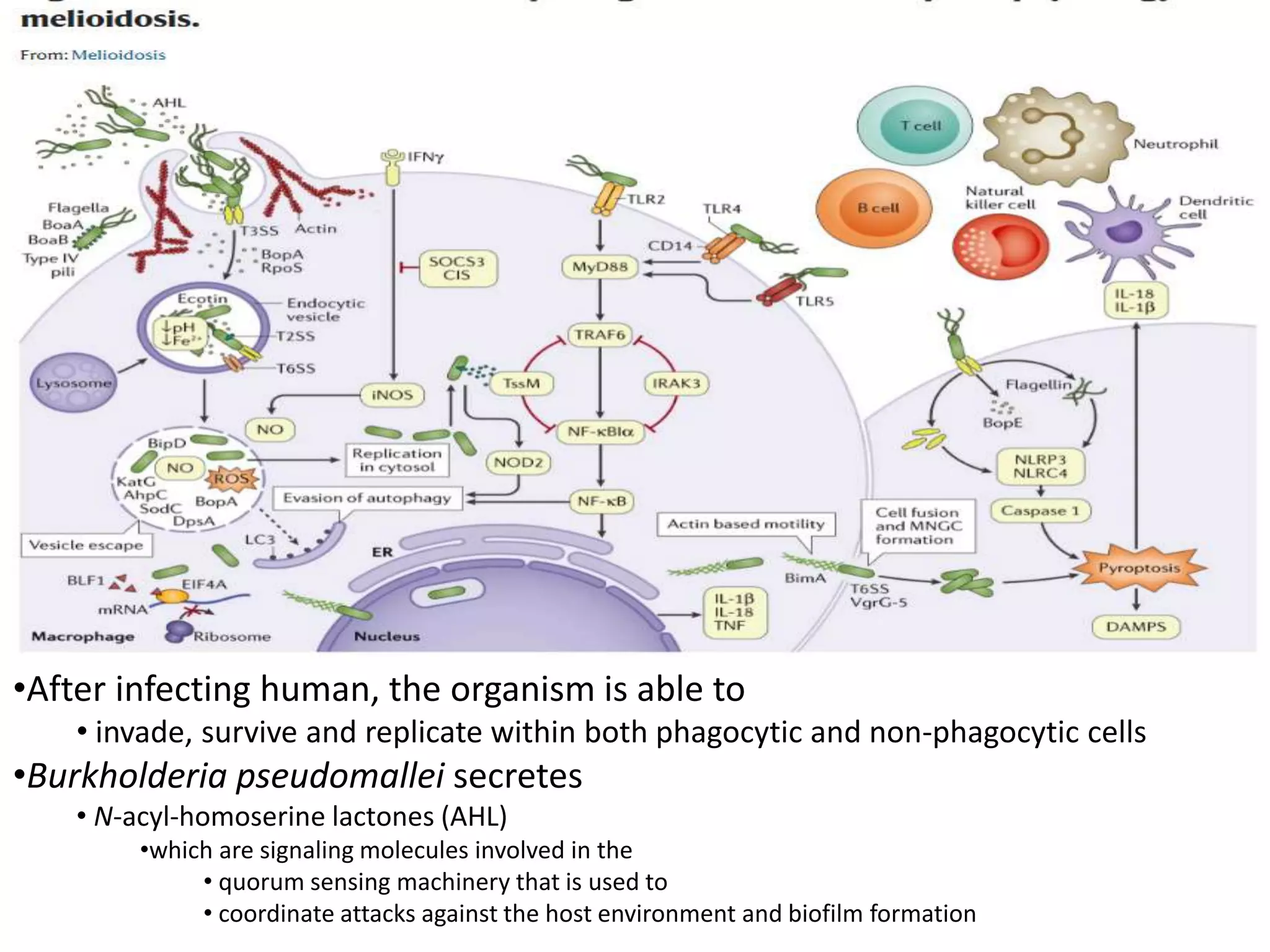 lecture on melioidosis 04-08-21.pptx