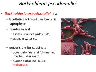 lecture on melioidosis 04-08-21.pptx