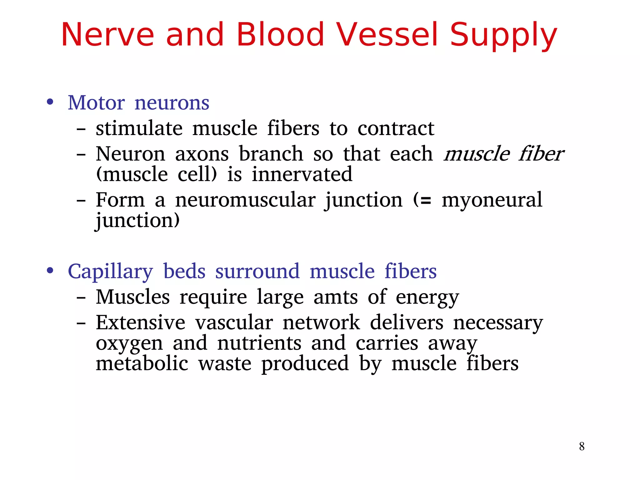 Lecture on muscular system | PDF