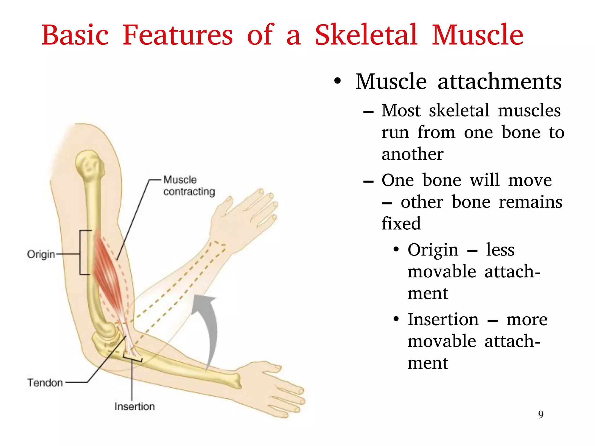 Lecture on muscular system | PDF
