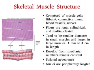 Lecture on muscular system | PDF