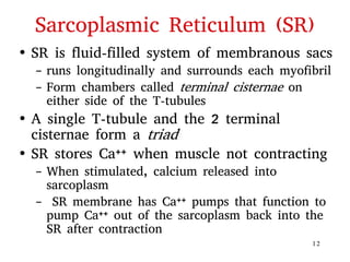 Lecture on muscular system | PDF