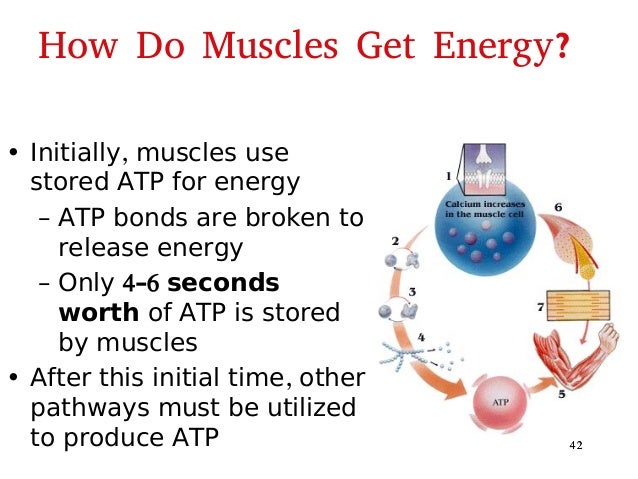 Lecture on muscular system