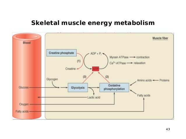 Lecture on muscular system