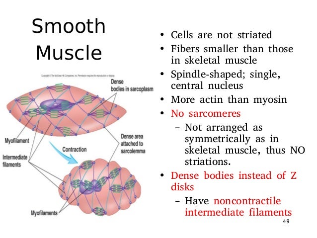 Lecture on muscular system