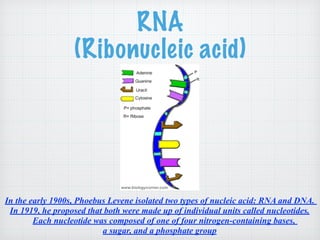 Lecture on nucleic acid and proteins | PDF