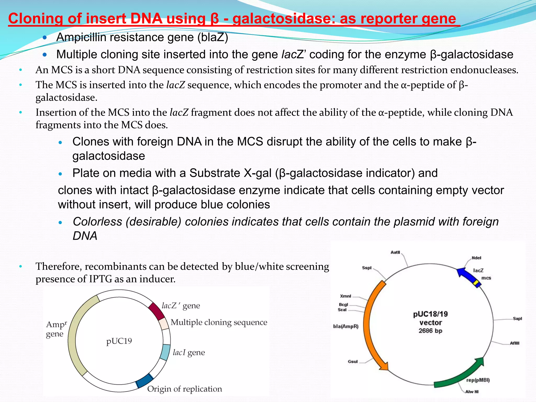 Lecture on pUC18 vector | PDF