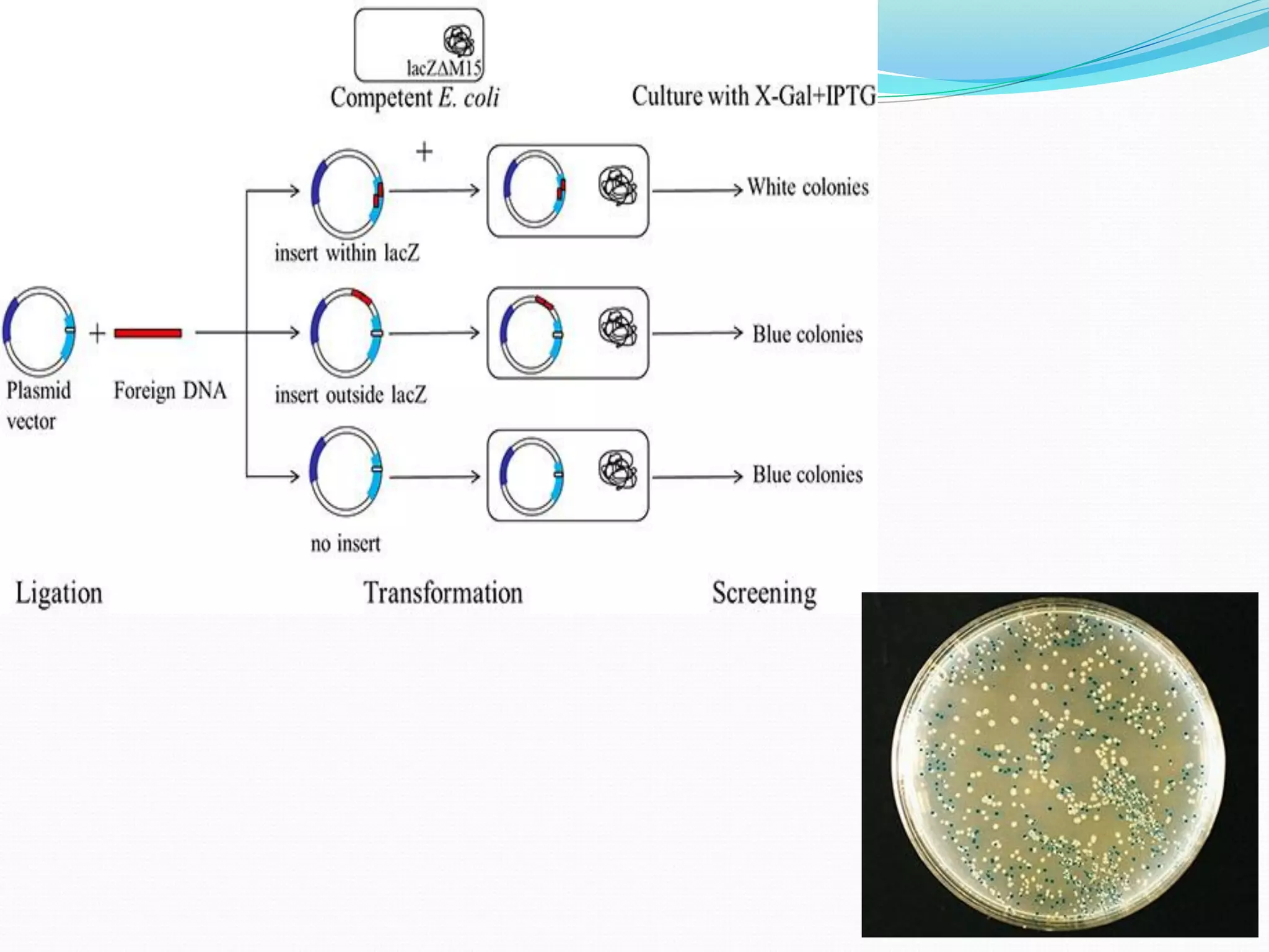 Lecture on pUC18 vector | PDF