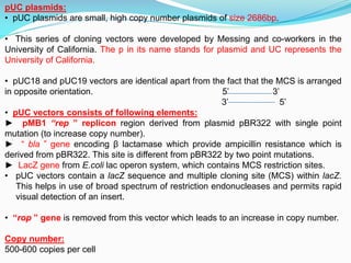 Lecture on pUC18 vector | PDF