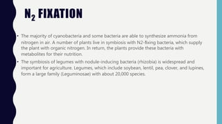nitrogen fixation | PPT
