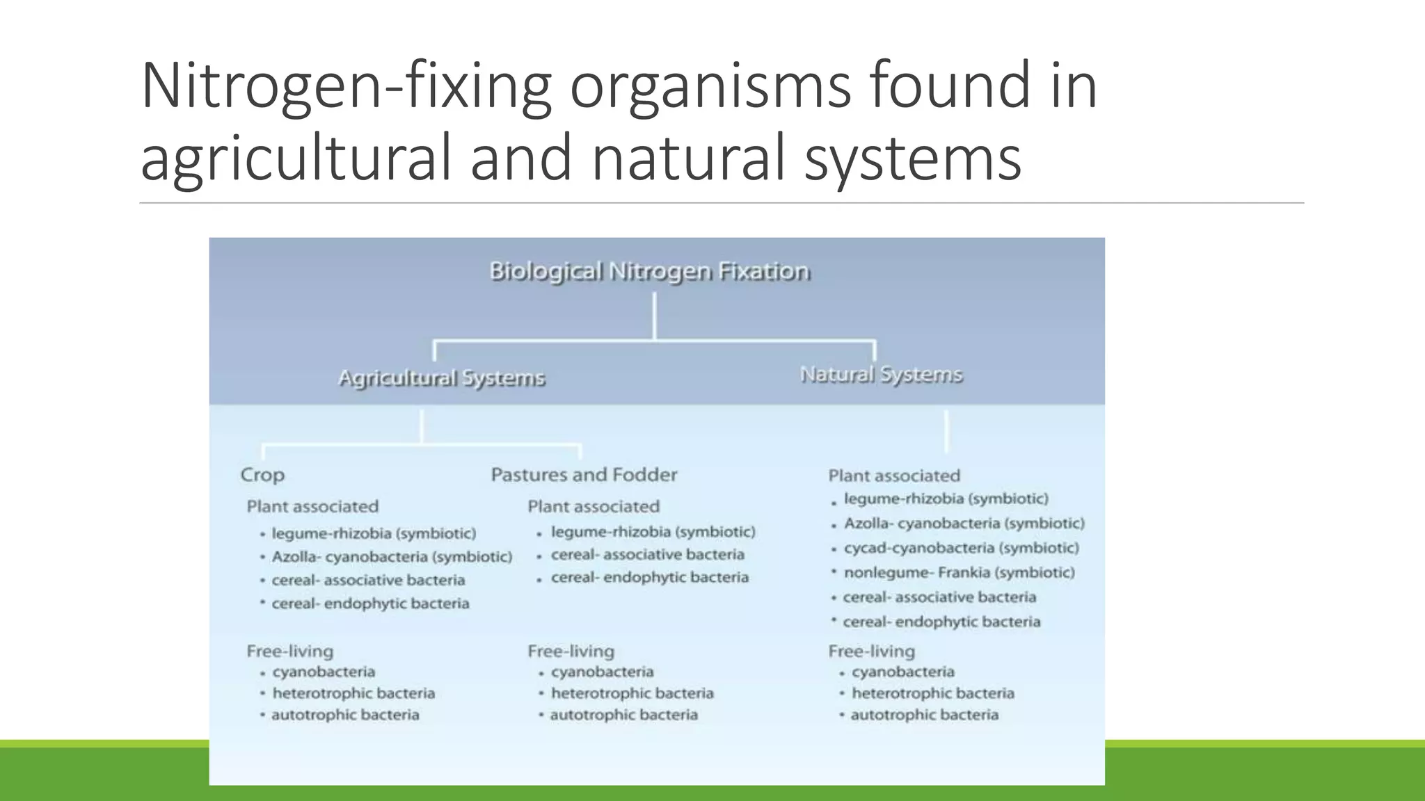 microbes involved in nitrogen fixation | PPT