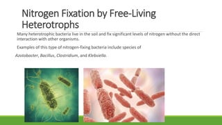 microbes involved in nitrogen fixation | PPT