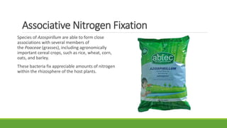 microbes involved in nitrogen fixation | PPTX