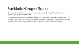 microbes involved in nitrogen fixation | PPT