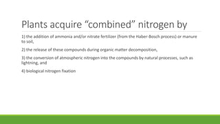 microbes involved in nitrogen fixation | PPT