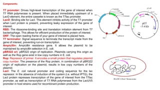 pET Bacterial Recombinant Protein Vector | PPTX