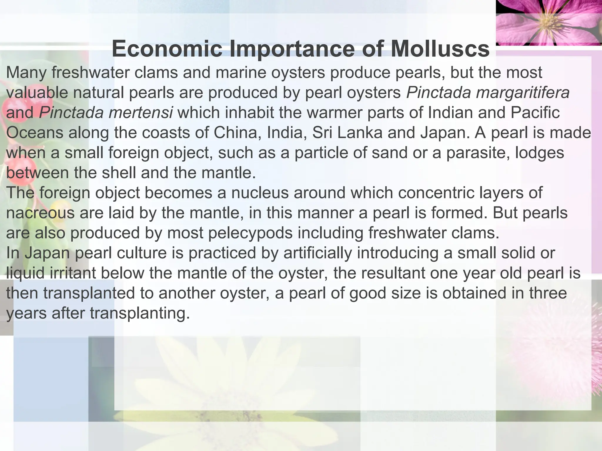 Lecture Phylum Mollusca by TPC123456.ppt