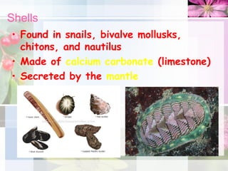 Lecture Phylum Mollusca by TPC123456.ppt