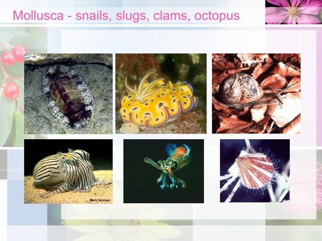 Lecture Phylum Mollusca by TPC123456.ppt