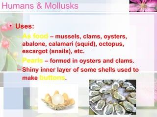 Lecture Phylum Mollusca by TPC123456.ppt