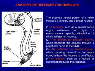 Lecture piramidal system | PPT