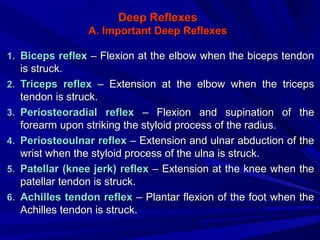 Lecture piramidal system | PPT