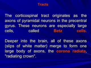 Lecture piramidal system | PPT