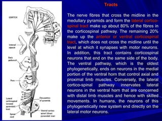 Lecture piramidal system | PPT