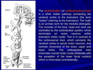 Lecture piramidal system | PPT