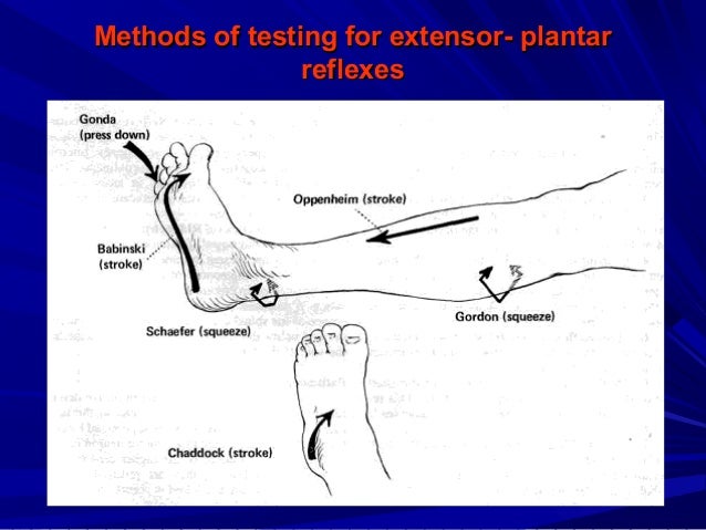 Lecture piramidal system
