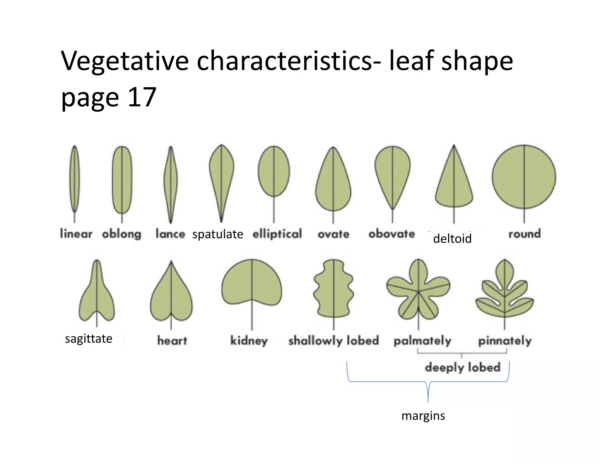 Lecture plant classification morphology | PDF