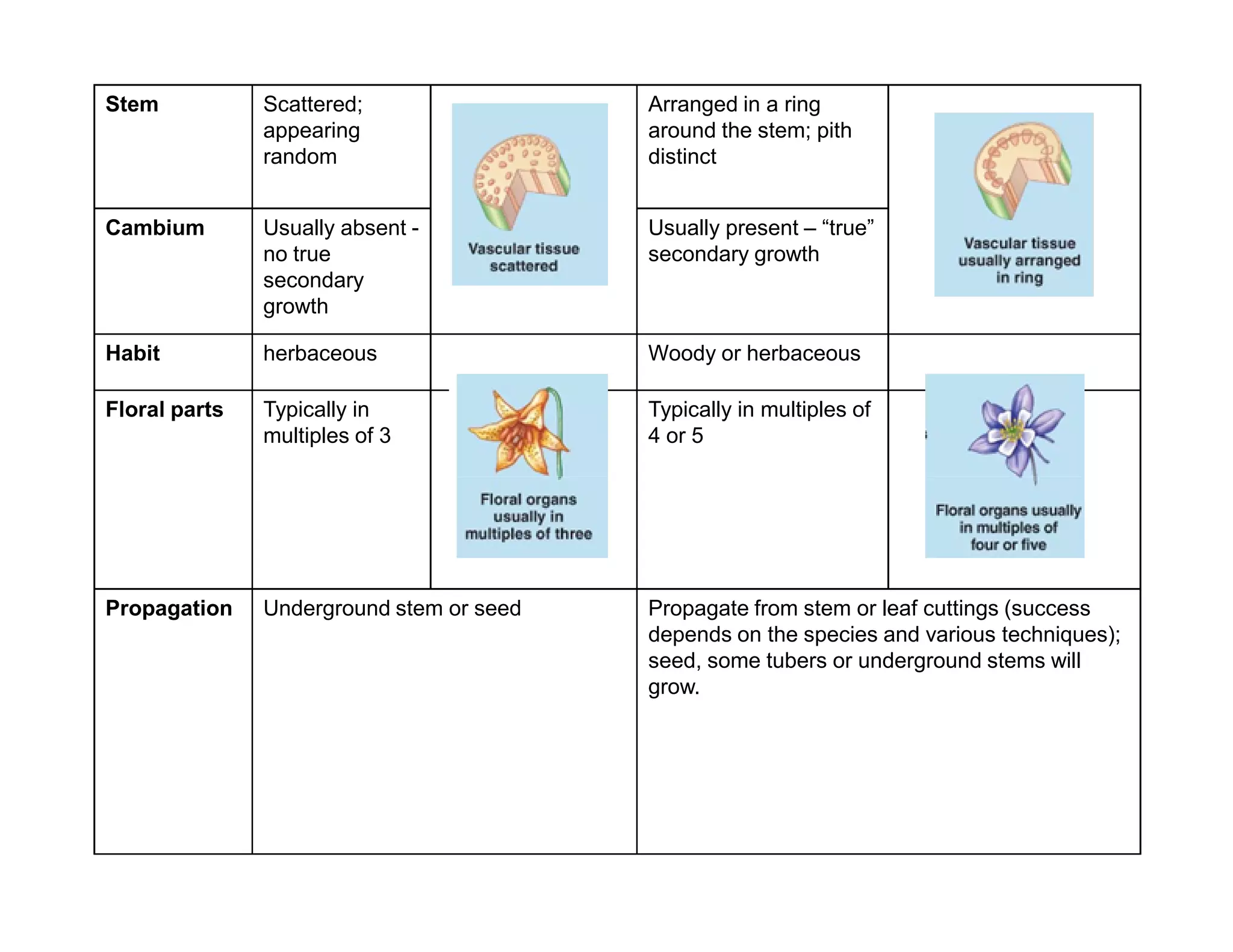 Lecture plant classification morphology | PDF